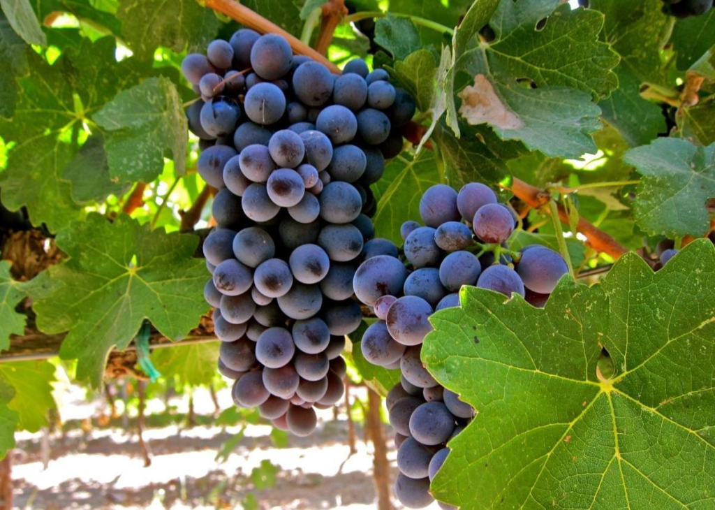 Kæmpetest af Barbera d’Asti og Barbera d’Alba - Spritnyt