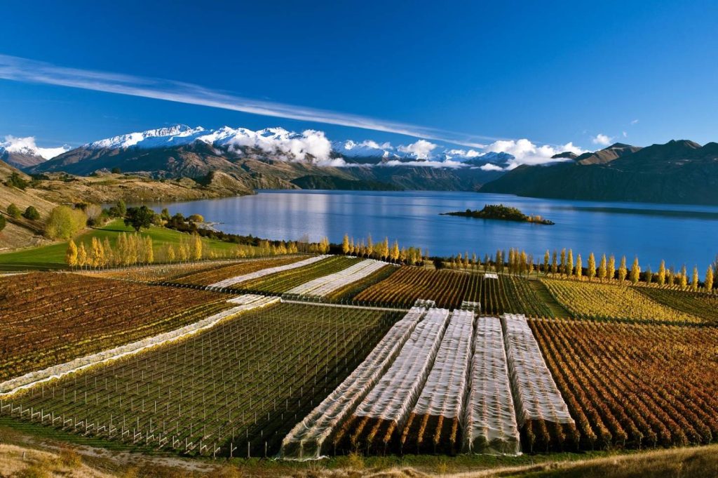 Større høst på New Zealand i 2025 - Spritnyt