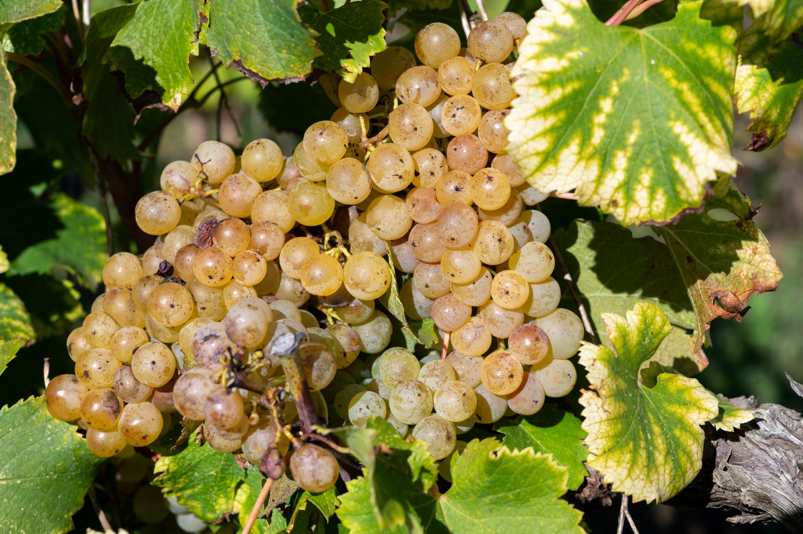 Ny serie: Vine på vej frem - Tør Sémillon - Spritnyt